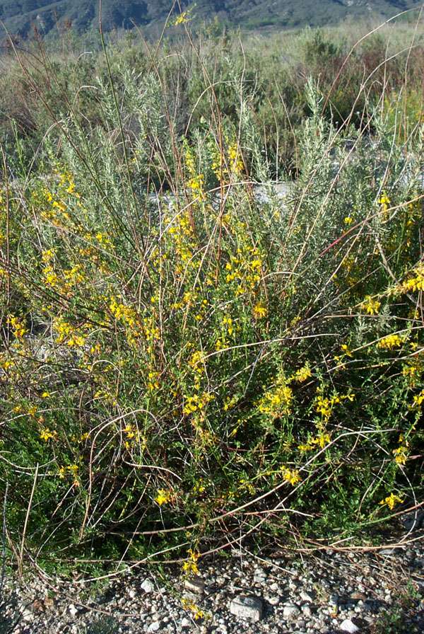Acmispon glaber | CSUSB