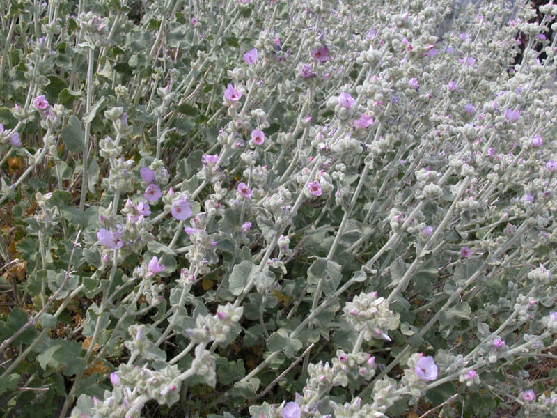 Malacothamnus fremontii | CSUSB