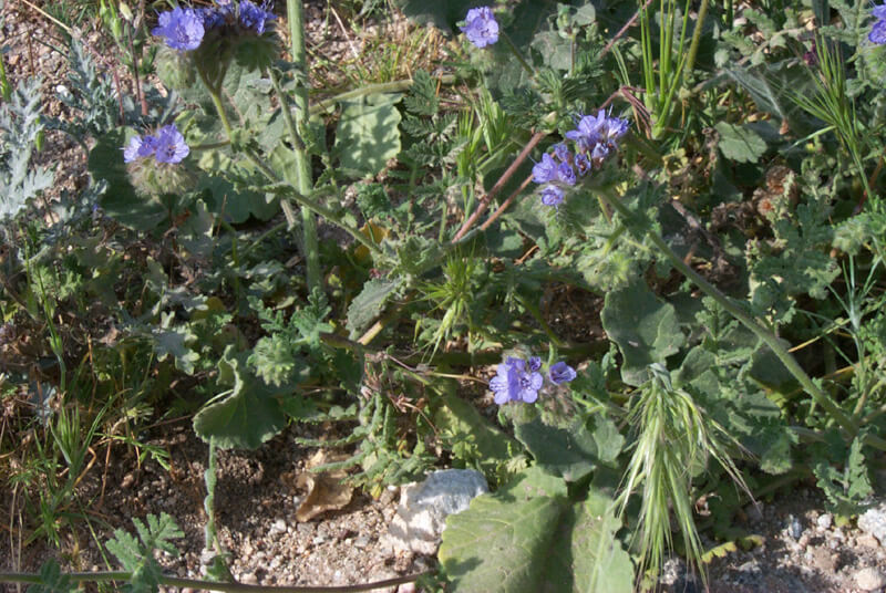 Phacelia distans | CSUSB