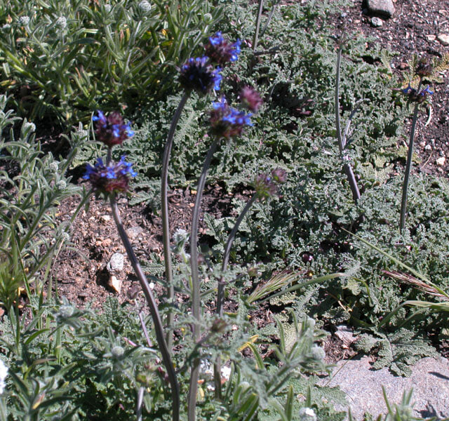Salvia columbariae | CSUSB