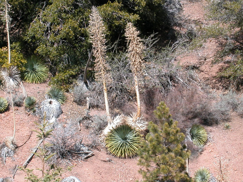 Hesperoyucca whipplei | CSUSB