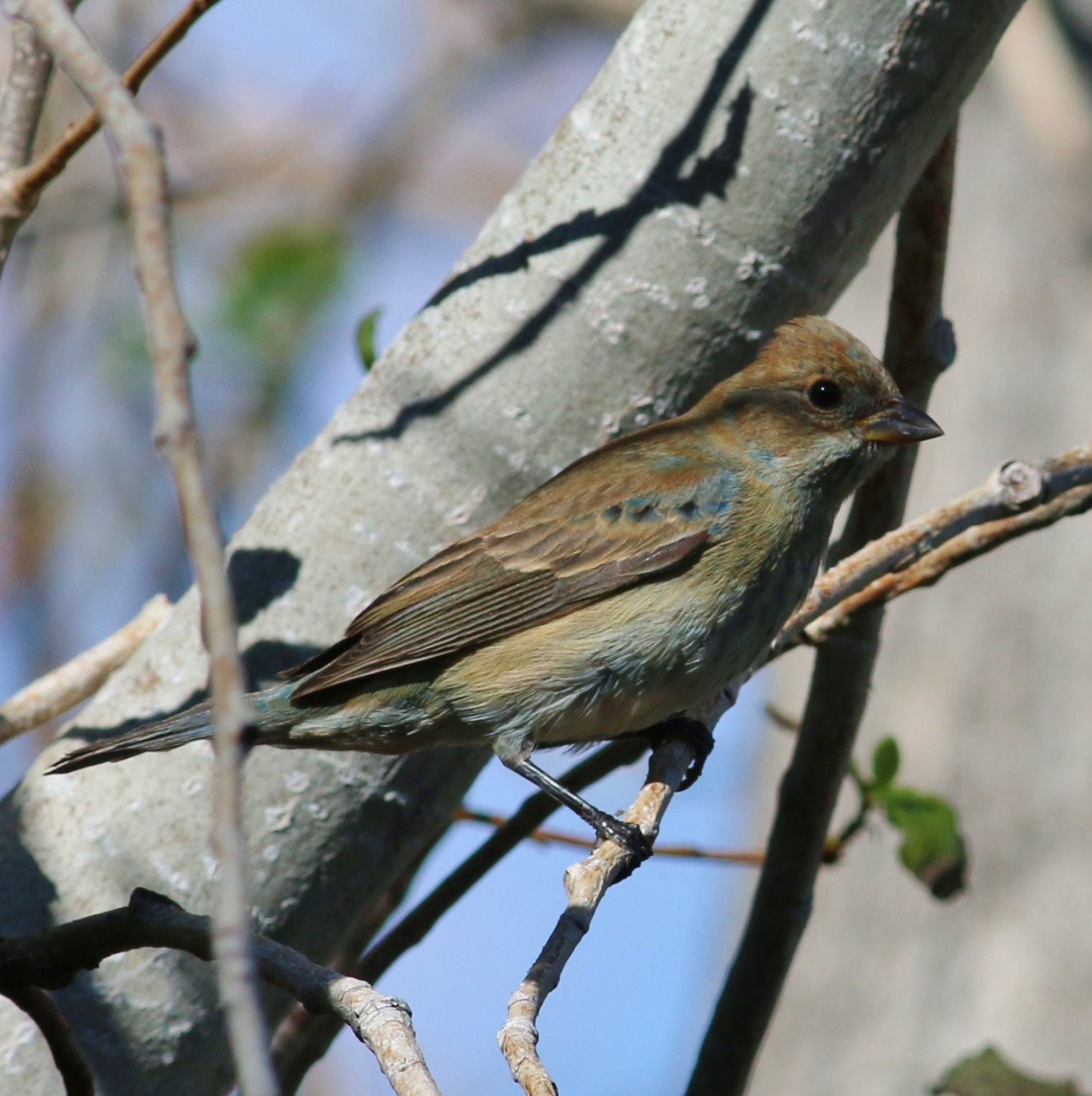 Indigo Bunting | CSUSB