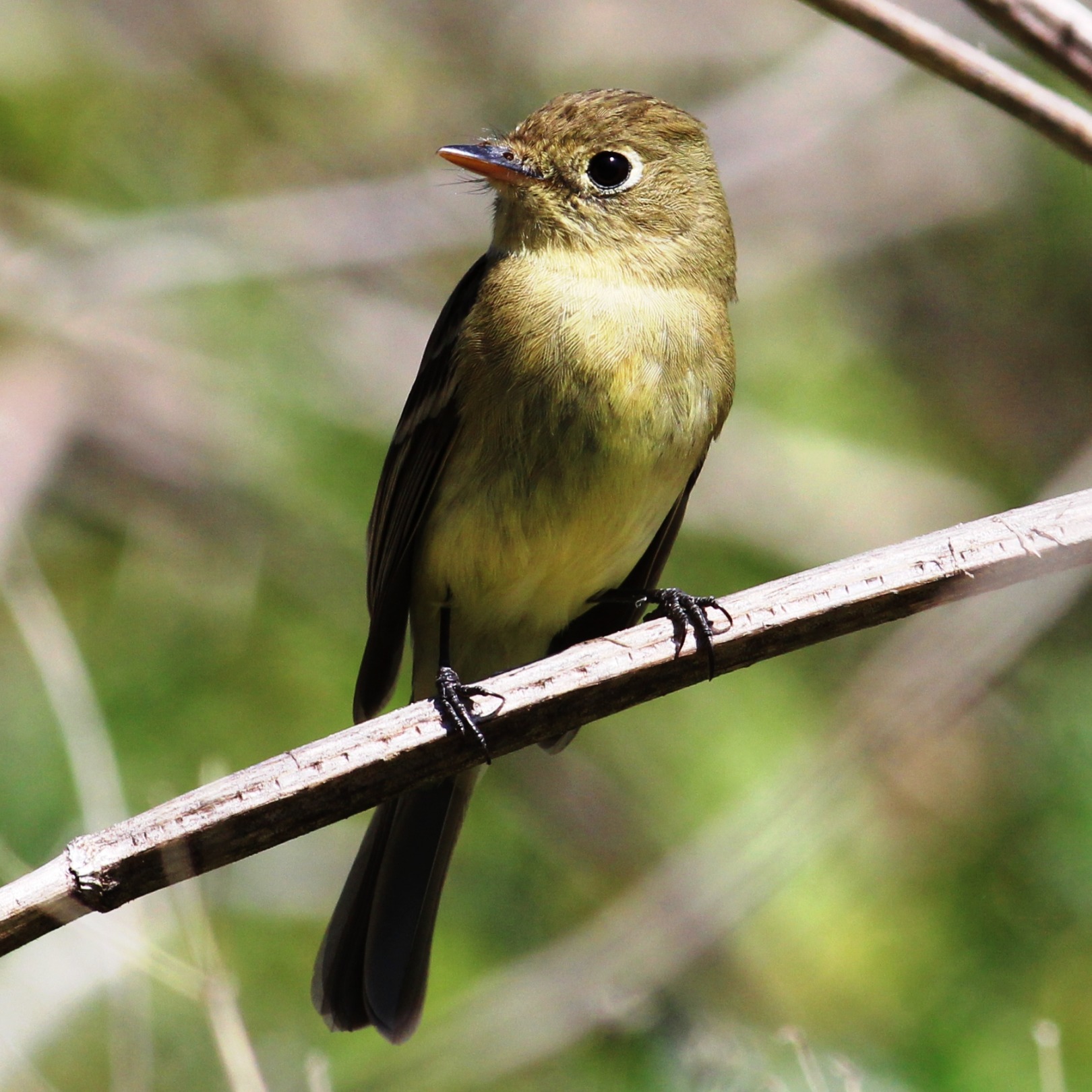 Pacific-slope Flycatcher | Department of Biology | CSUSB