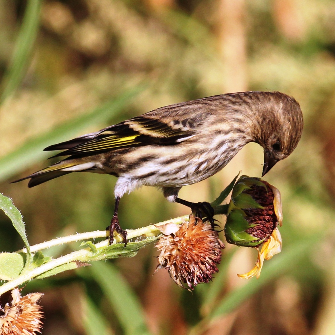 Pine Siskin | CSUSB
