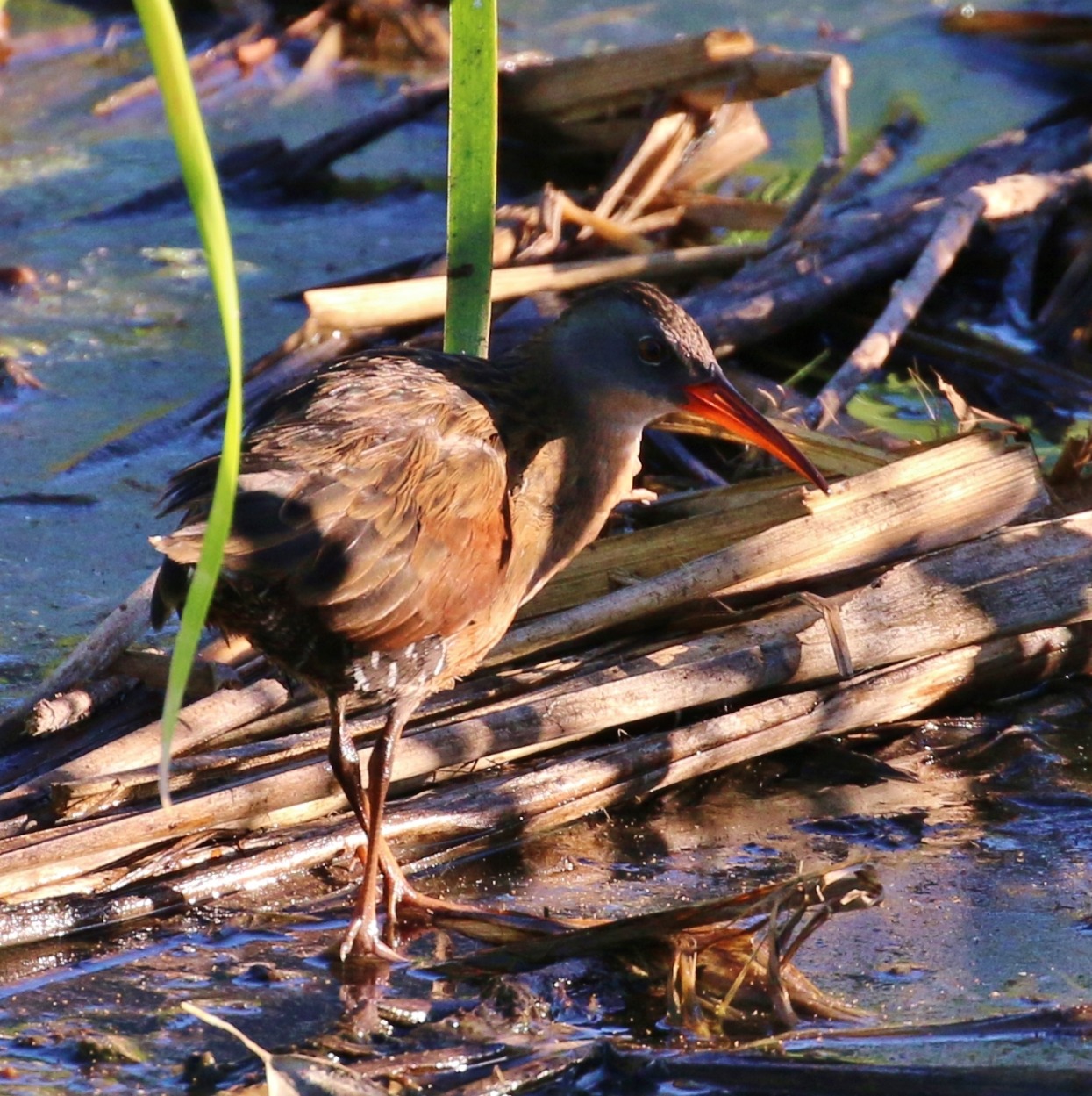 Virginia Rail | Department of Biology | CSUSB