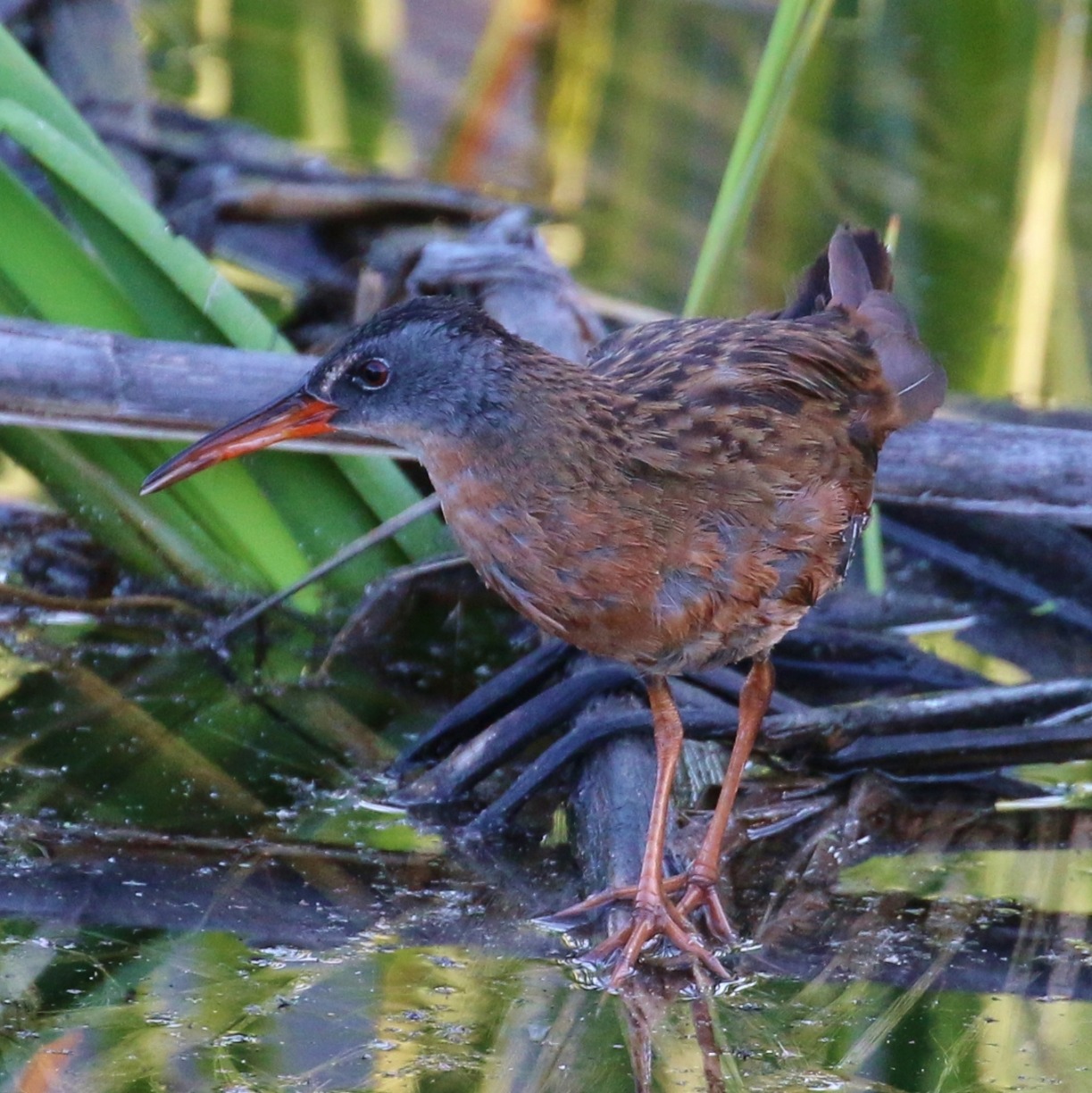 Virginia Rail | Department of Biology | CSUSB