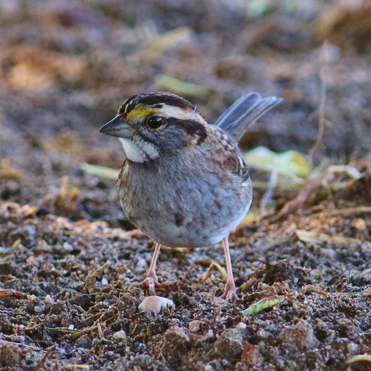 White-throated Sparrow | CSUSB