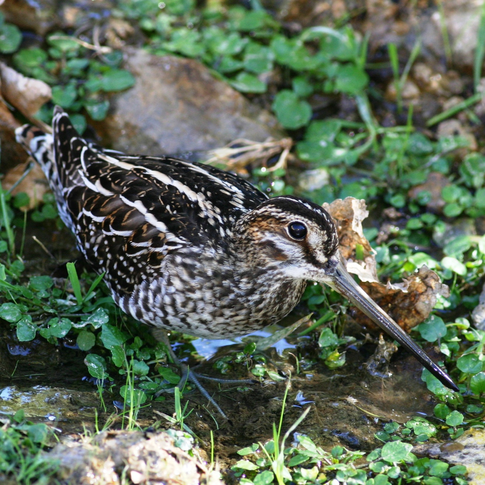 Wilson's Snipe | CSUSB