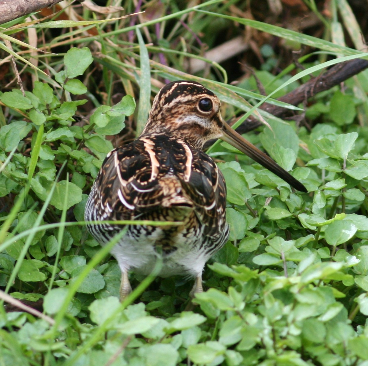 Wilson's Snipe | CSUSB